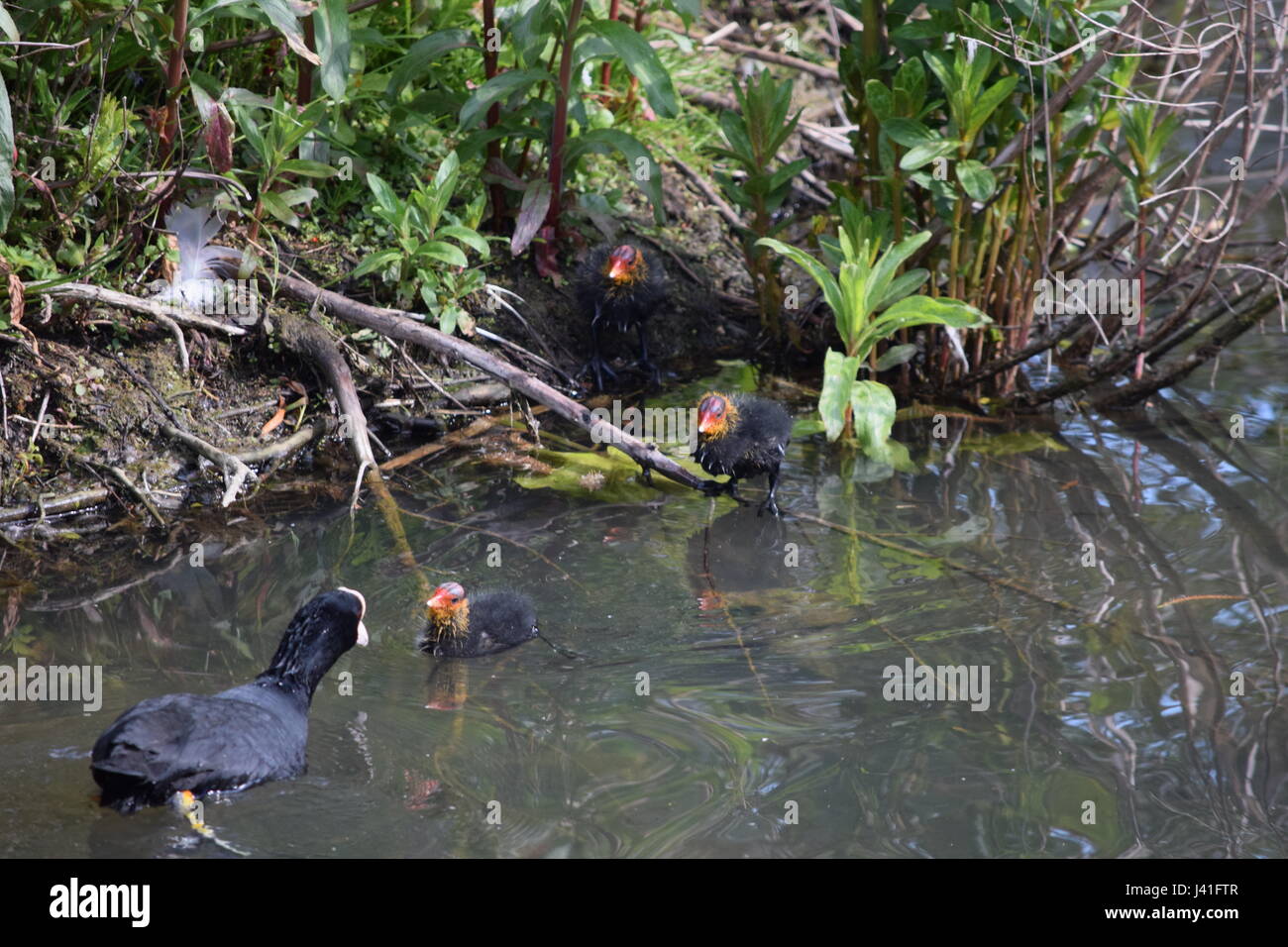 water coot with chicks Stock Photo - Alamy