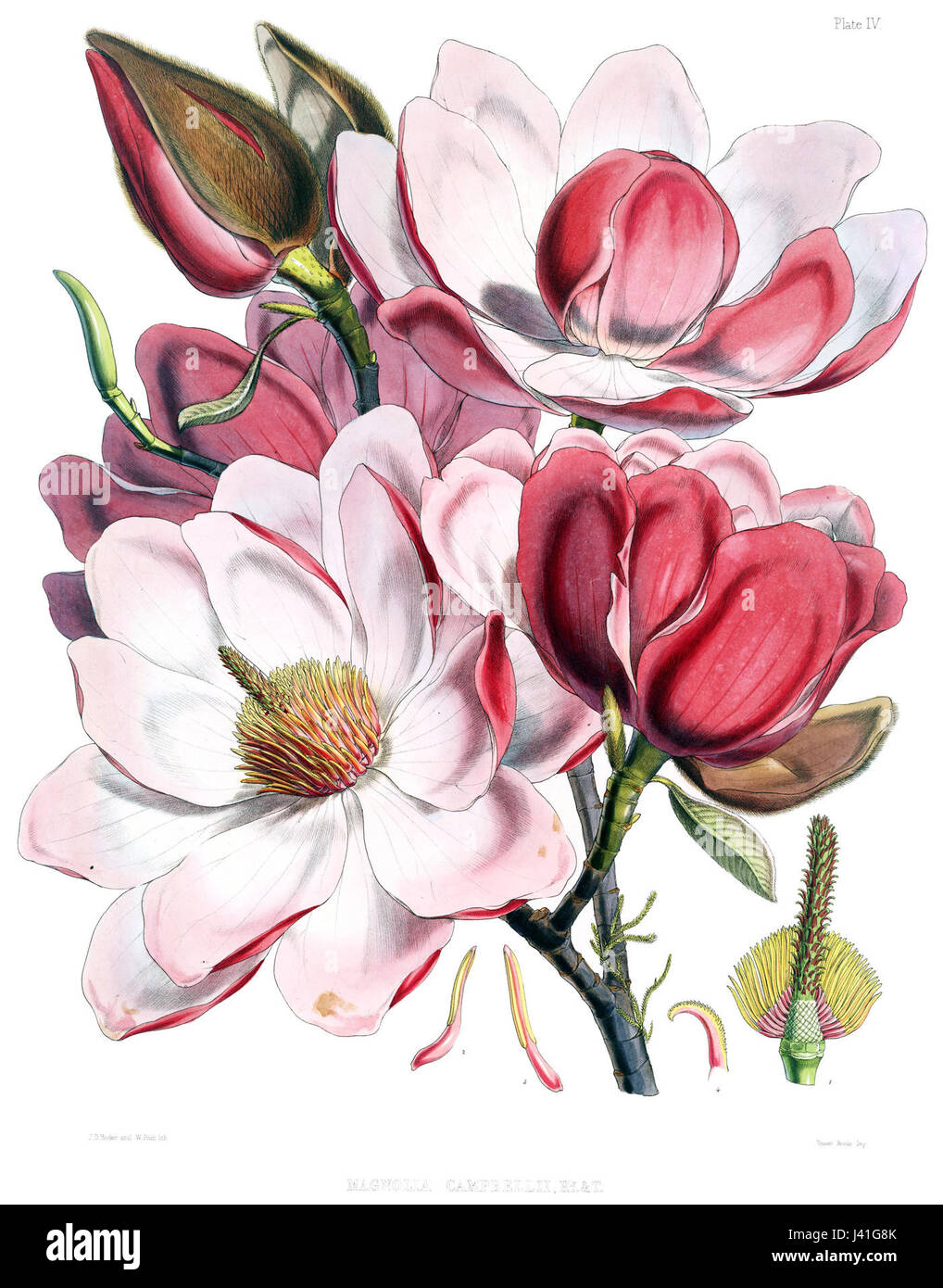 Ornamental magnolia tree Cut Out Stock Images & Pictures - Alamy