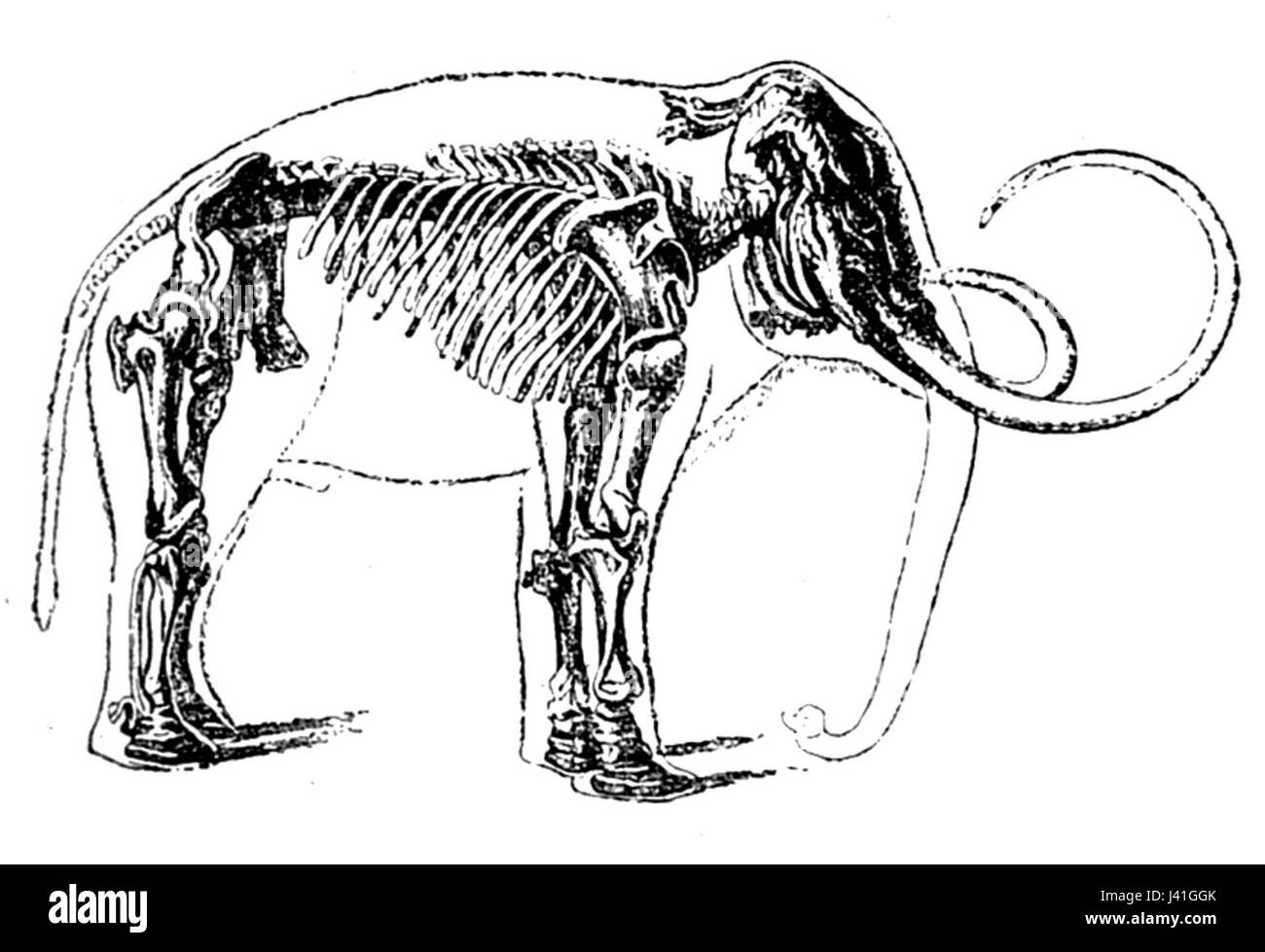 A mammoth refers to a large, extinct elephant species that once roamed ...