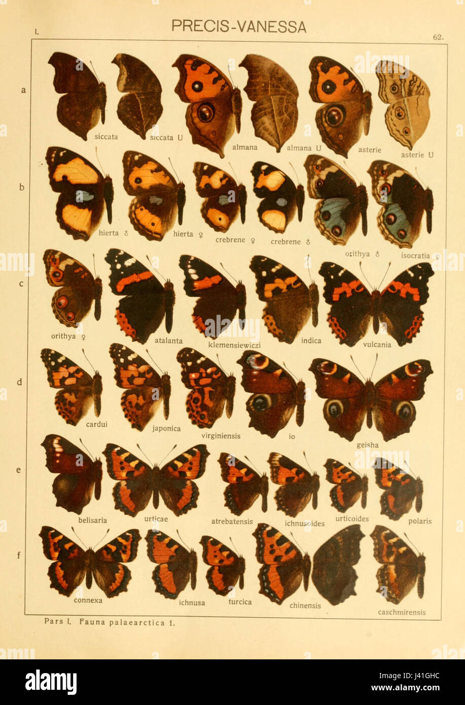 Macrolepidoptera is a classification of large moths and butterflies ...