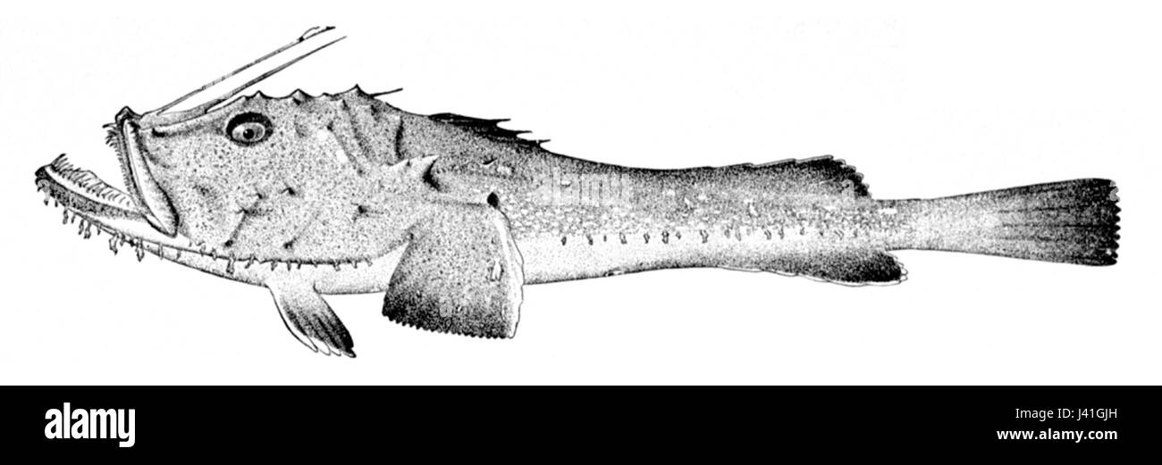 Anglerfish deep Black and White Stock Photos & Images - Alamy
