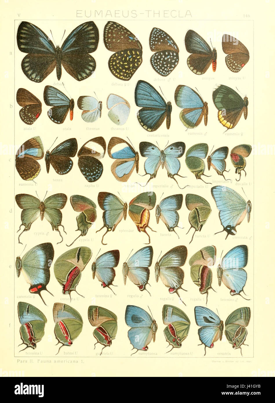 Range of moths hi-res stock photography and images - Alamy