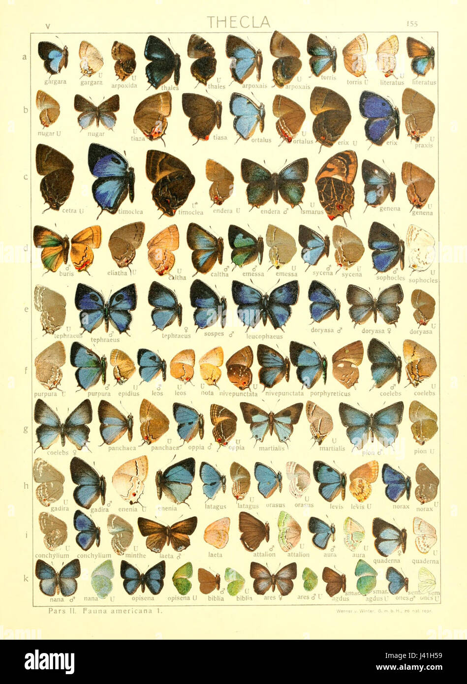Large butterfly featuring hi-res stock photography and images - Alamy