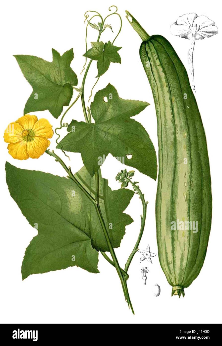 Luffa aegyptiaca, commonly known as the Egyptian loofah, is a tropical ...