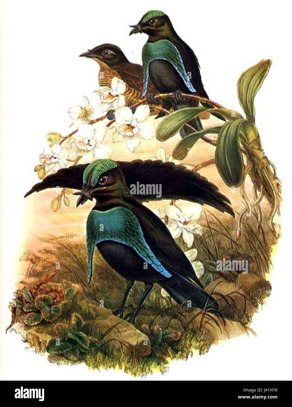 Lophorina superba, commonly known as the superb bird-of-paradise, is a ...