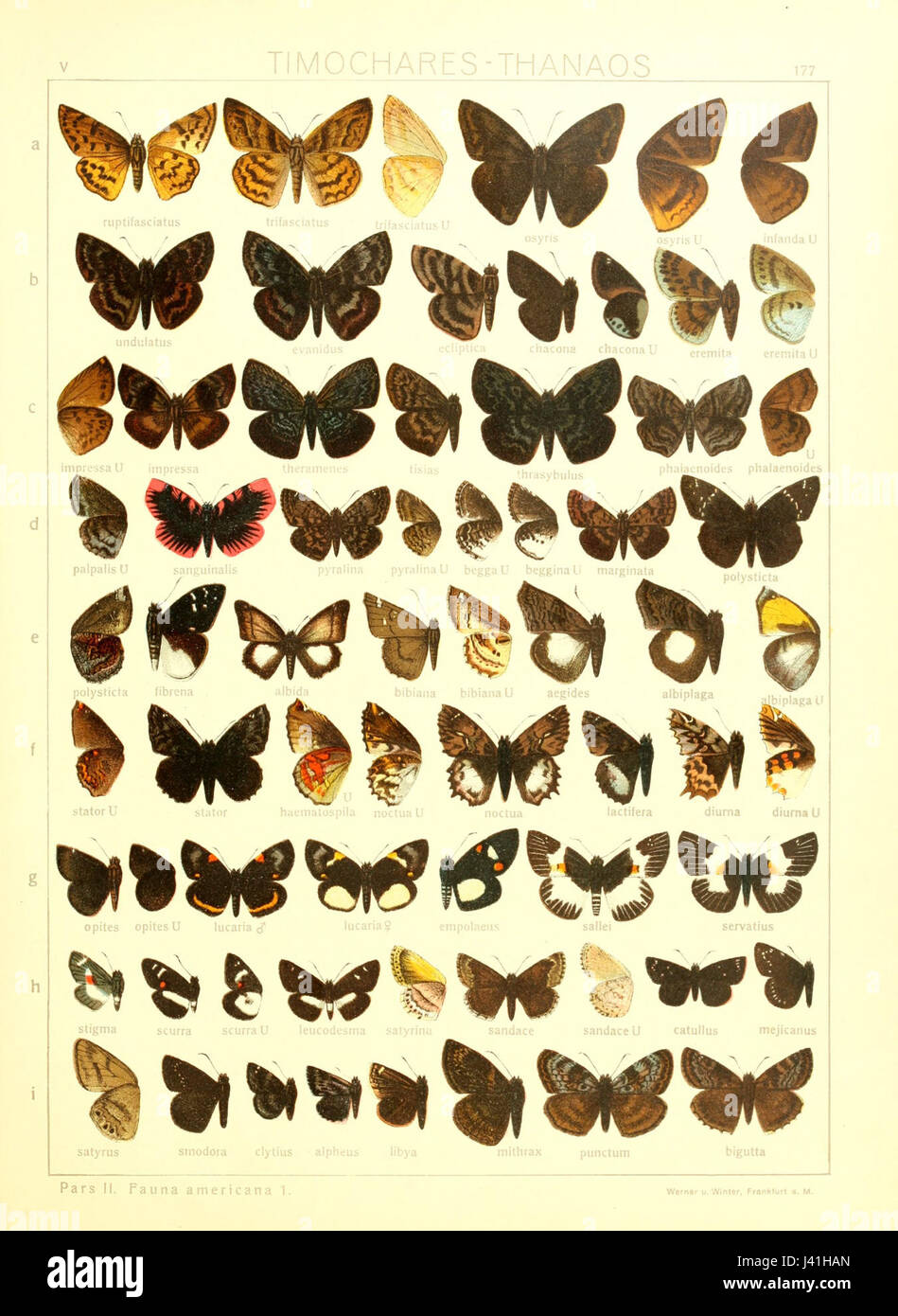 Diverse collection of moth species hi-res stock photography and images ...