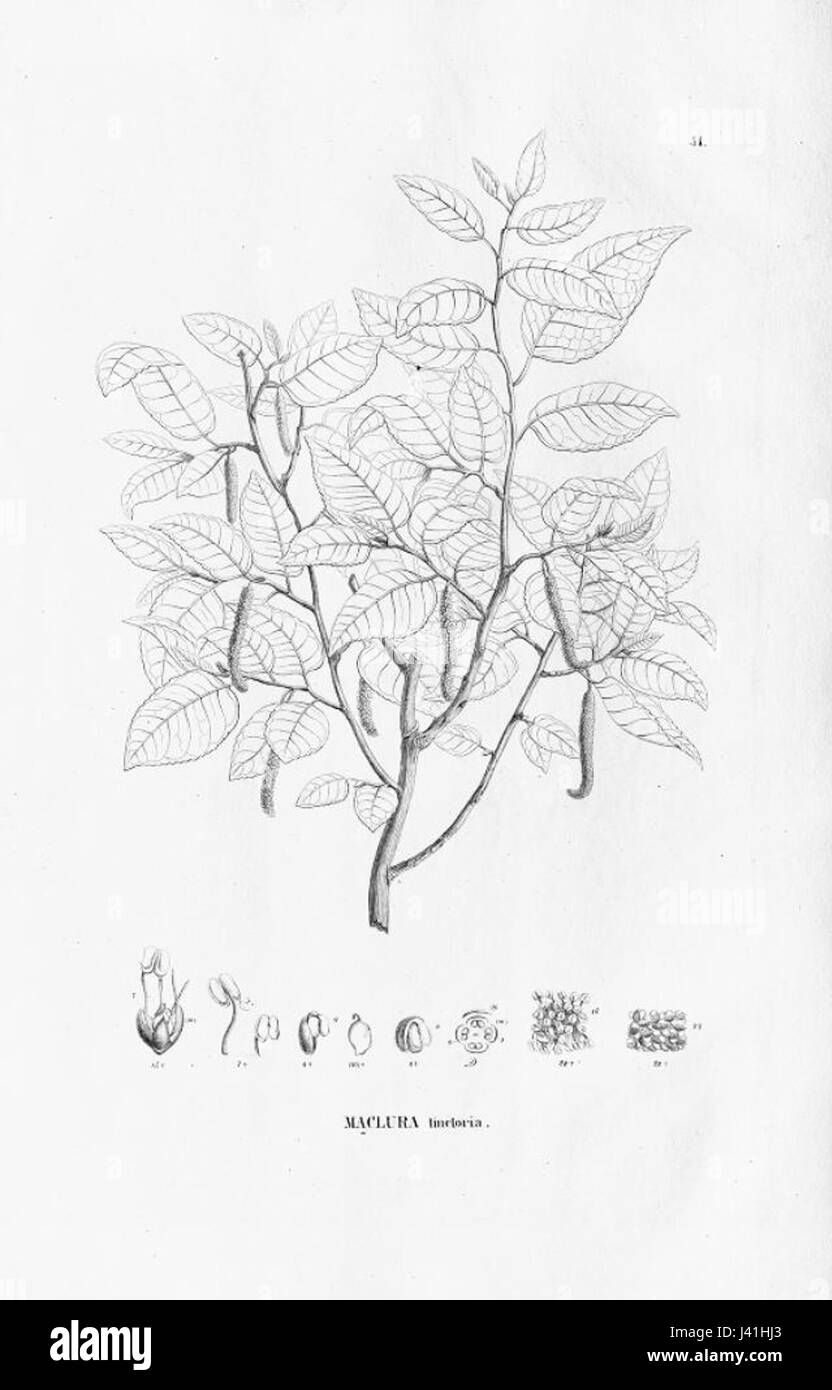 Maclura tinctoria, commonly known as the Osage orange, is a species of ...