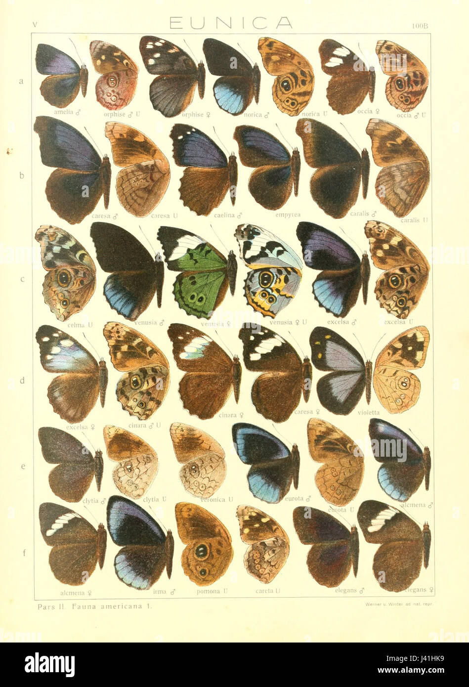 The Macrolepidoptera are a group of large moths and butterflies, known ...