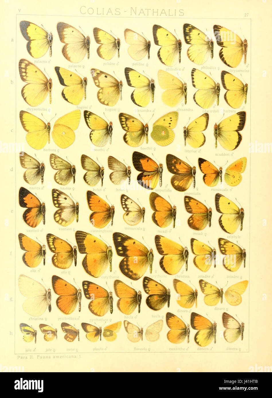 This image, sourced from *Macrolepidoptera*, features various species ...