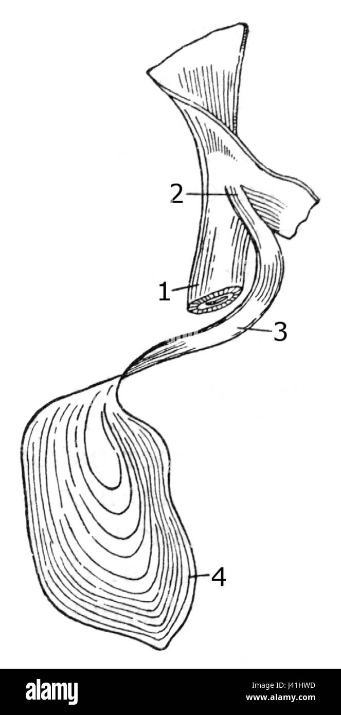 Anatomy of the snail Black and White Stock Photos & Images - Alamy