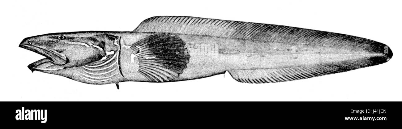 Mucus fish hi-res stock photography and images - Alamy