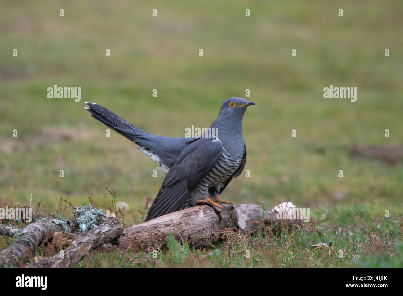 Cuckoo bird hi-res stock photography and images - Alamy