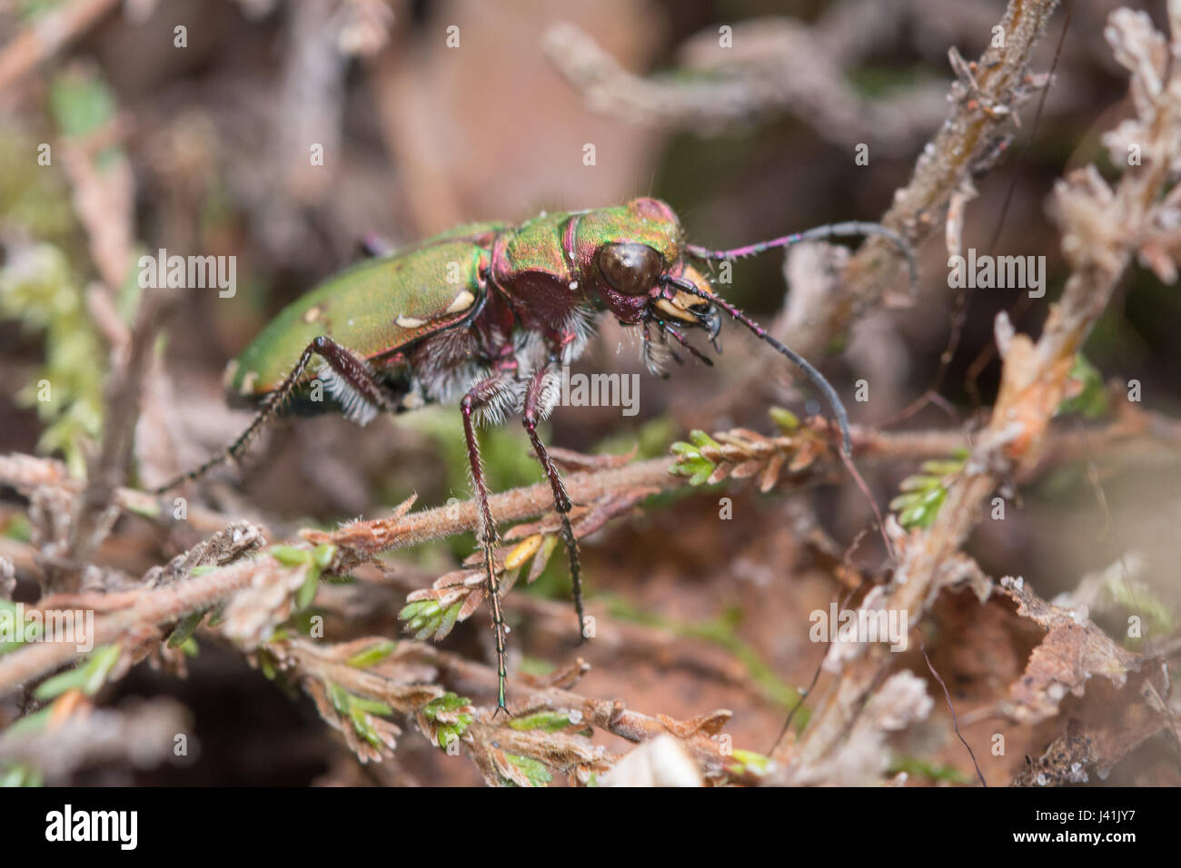 Heather beetle insect uk hi-res stock photography and images - Alamy