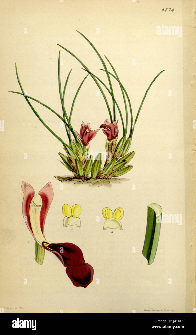 Maxillaria acicularis is a species of orchid, featured in Curtis's ...