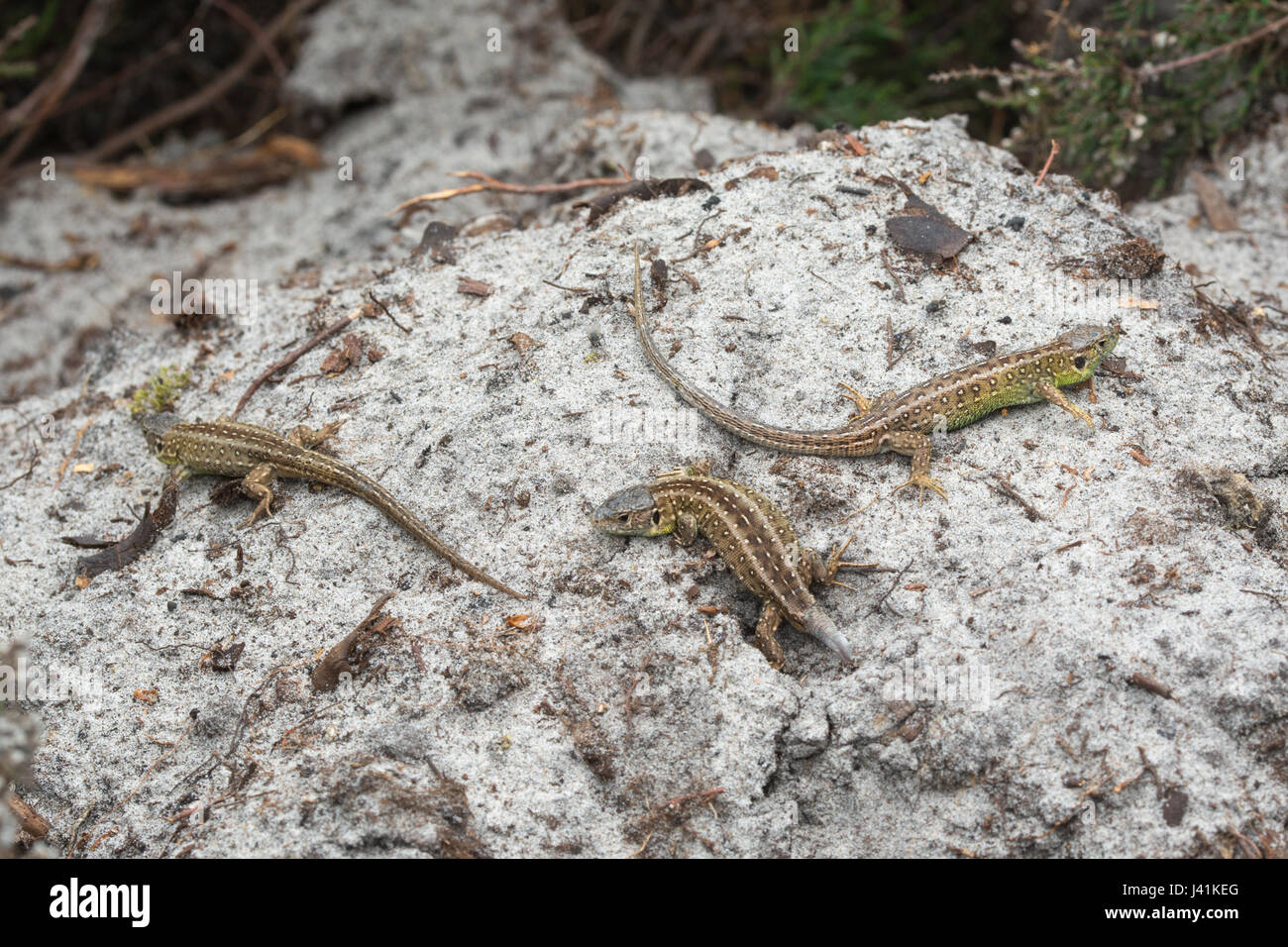 Sand lizards hi-res stock photography and images - Alamy