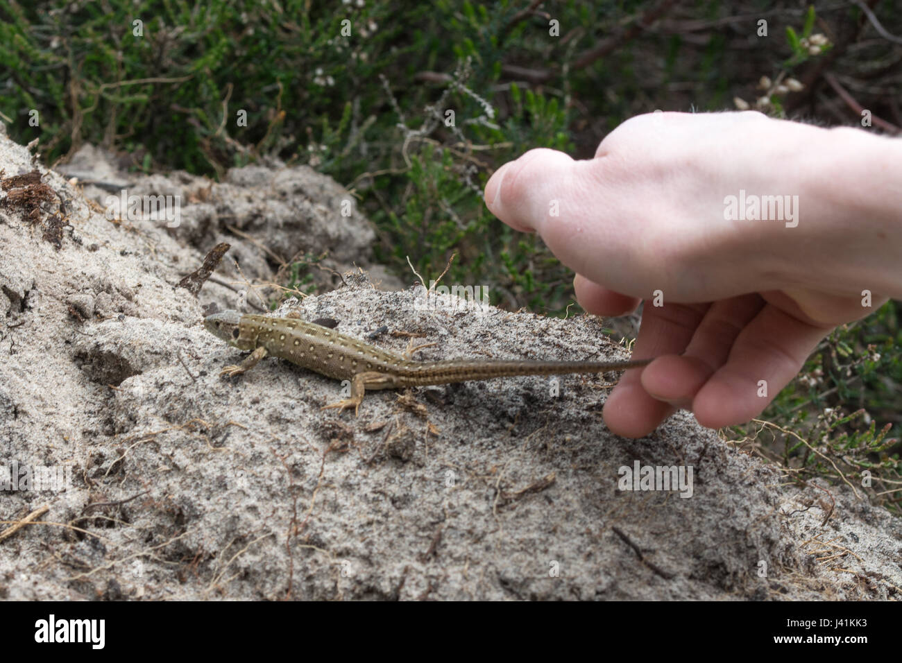 Young captive-bred sand lizard (Lacerta agilis) being re-introduced ...