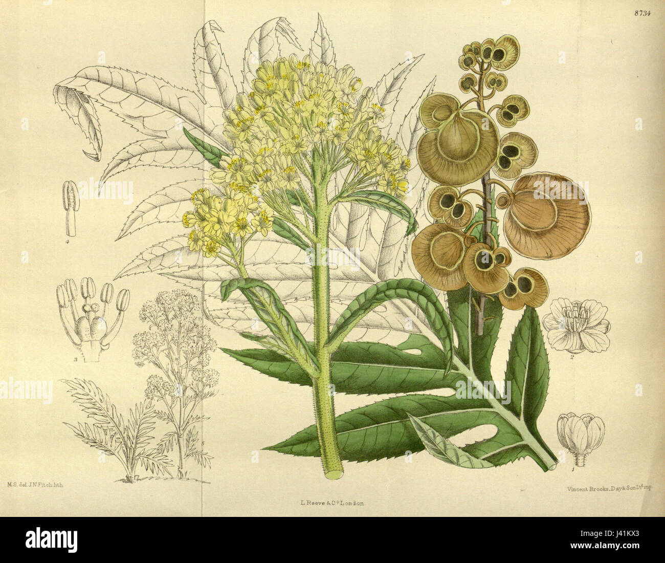 Megacarpaea polyandra 143 8734 Stock Photo - Alamy