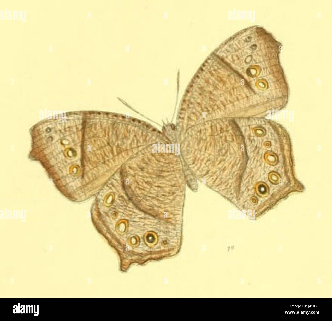 Blend of intricate leaf patterns hi-res stock photography and images ...