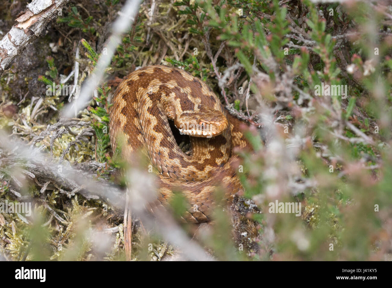 Young adder hi-res stock photography and images - Alamy