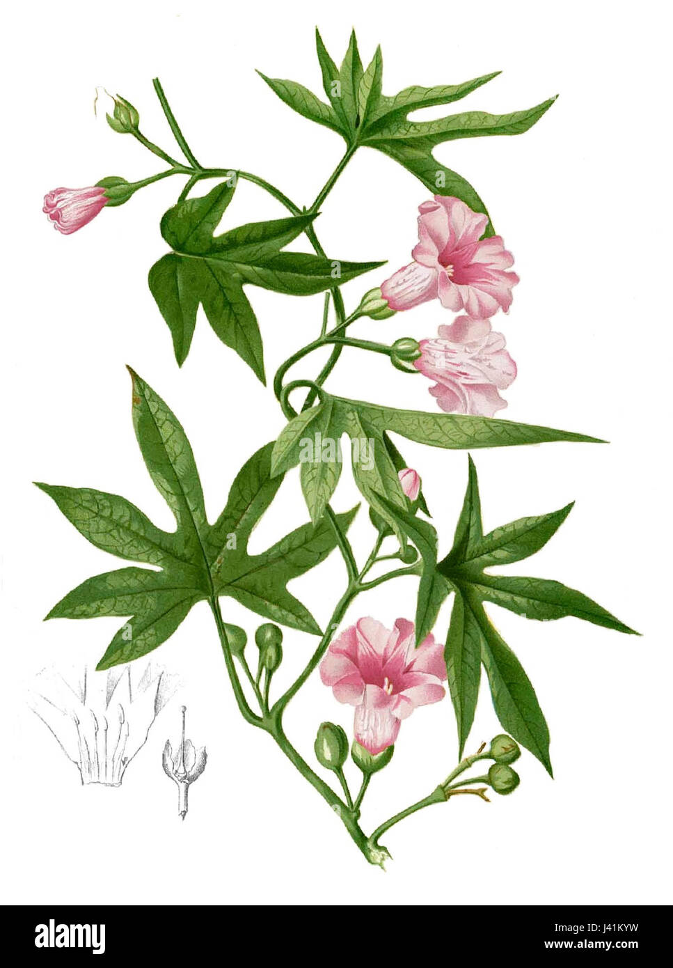 An image of Merremia tuberosa, a flowering plant species native to ...