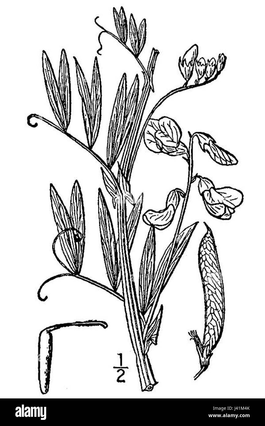 Lathyrus palustris, commonly known as the marsh pea, is a species of ...