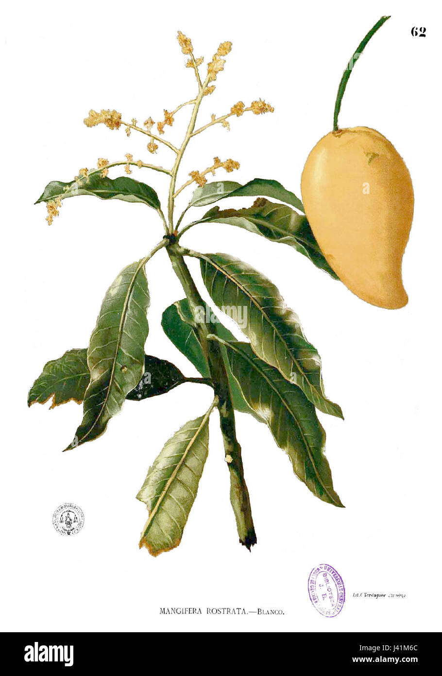 Mangifera rostrata, commonly known as the 'Mountain Mango,' is a ...