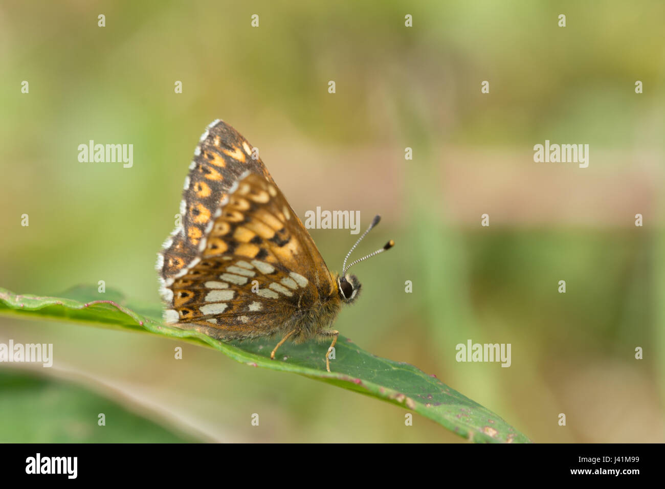 Duke of Burgundy butterfly (Hamearis lucina), UK Stock Photo - Alamy