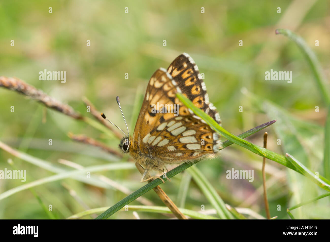 Duke of Burgundy butterfly (Hamearis lucina), UK Stock Photo - Alamy