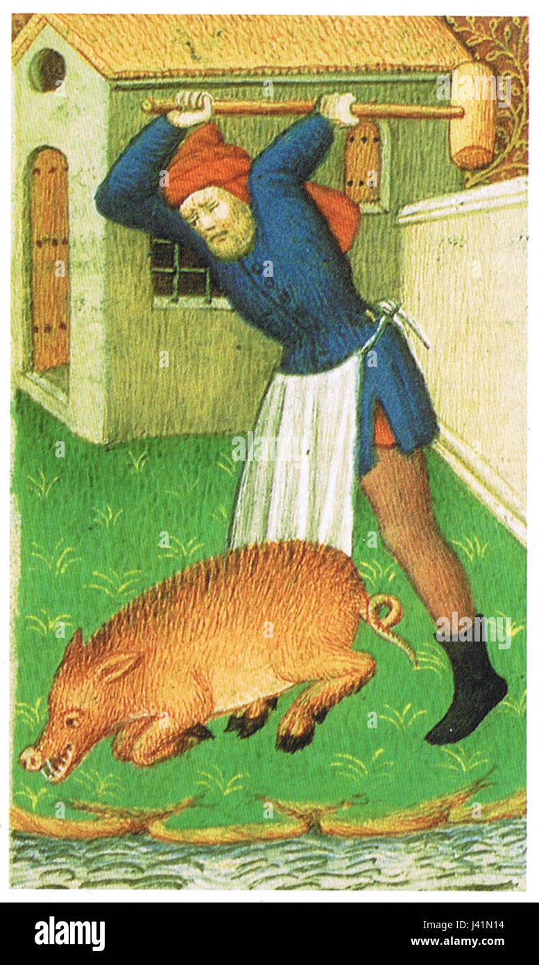 Pig medieval illustration hi-res stock photography and images - Alamy