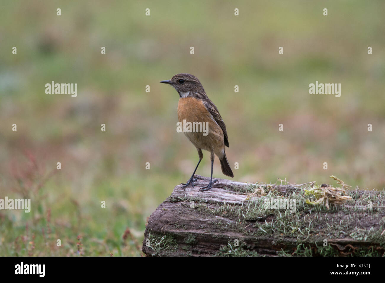Female stonechat, also known as European stonechat (Saxicola rubicola ...
