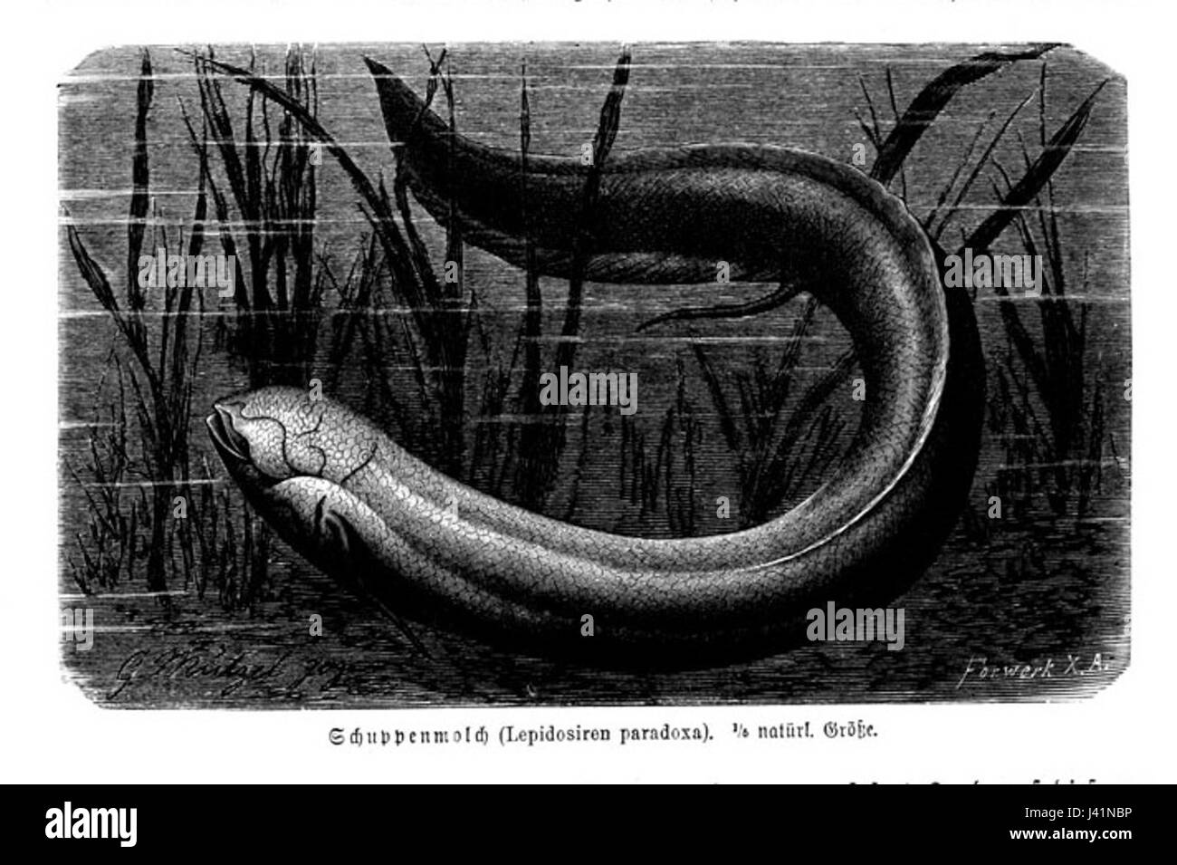 Lepidosiren paradoxa 1 Stock Photo - Alamy