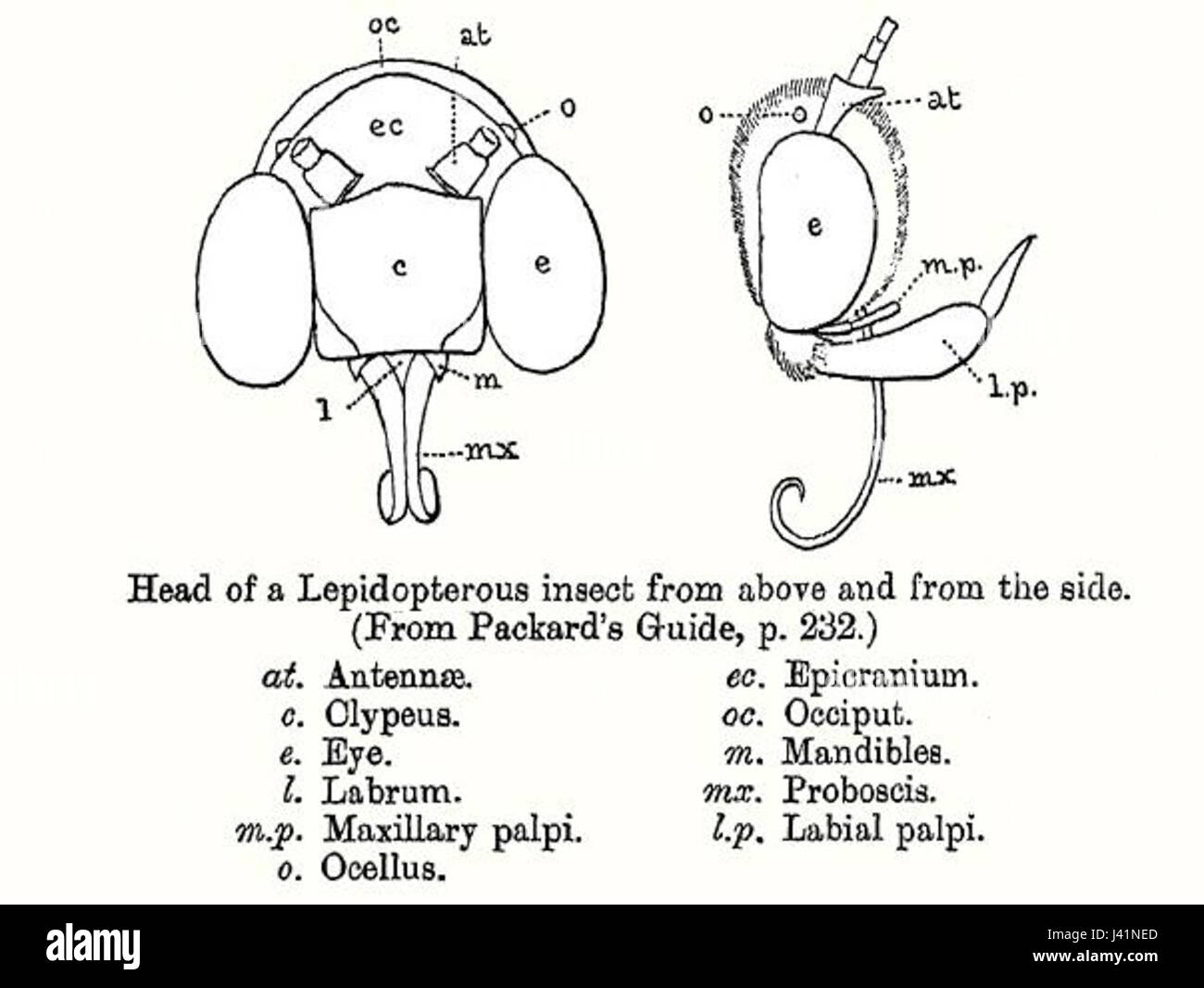 The Lepidoptera head, likely from a specimen described by G.F. Hampson ...