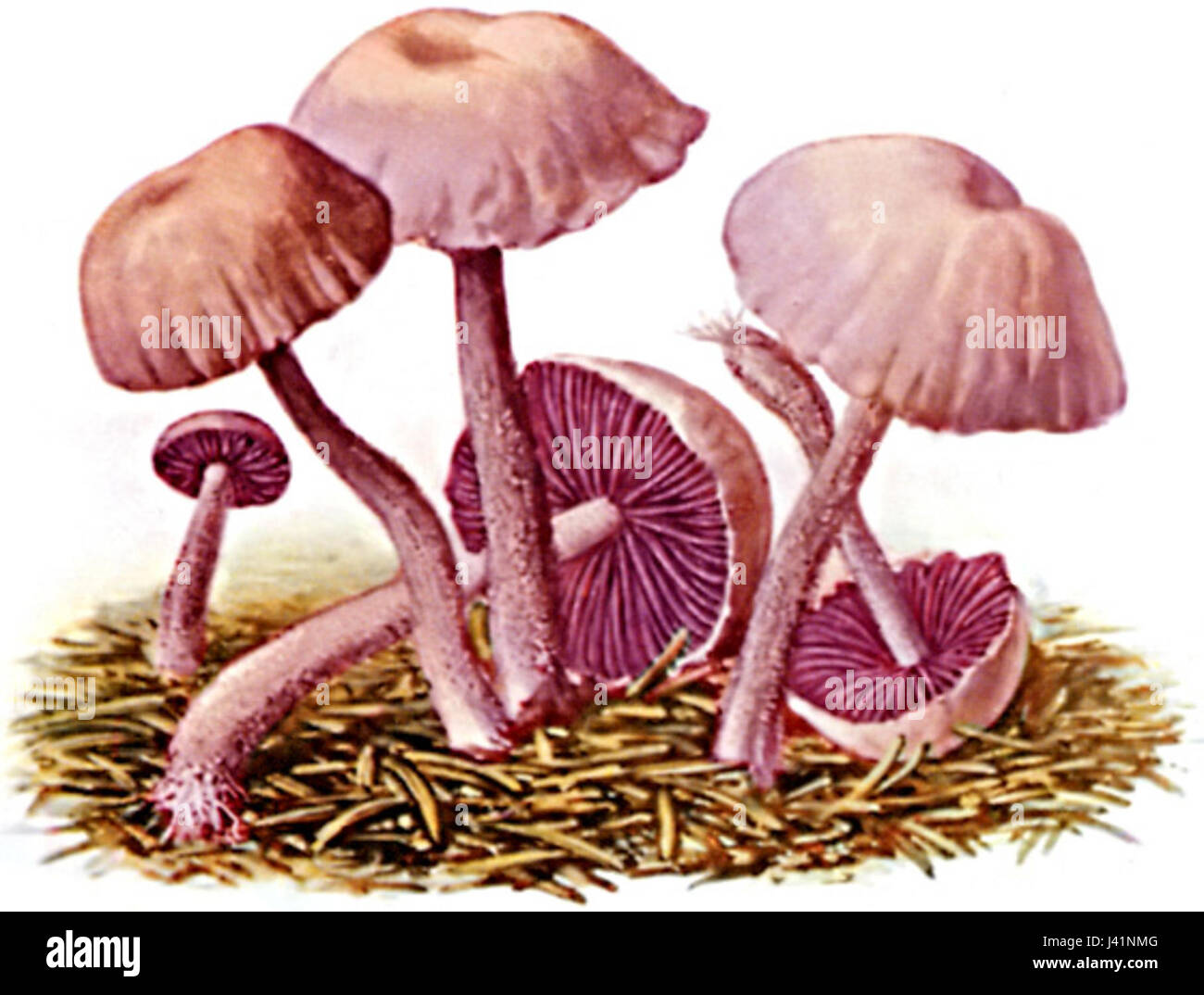 Waxy fungi hi-res stock photography and images - Alamy