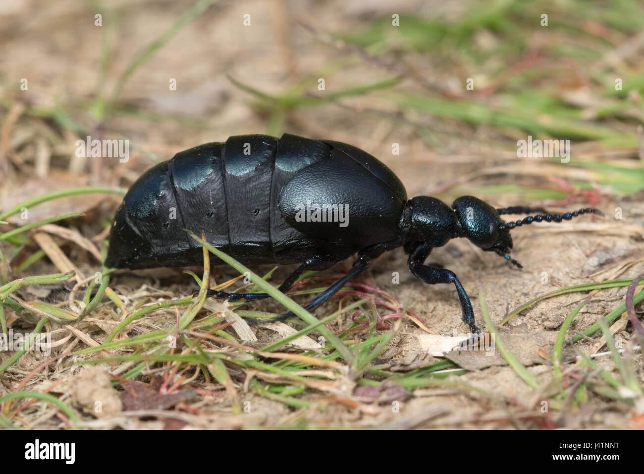 Oil beetle hi-res stock photography and images - Alamy