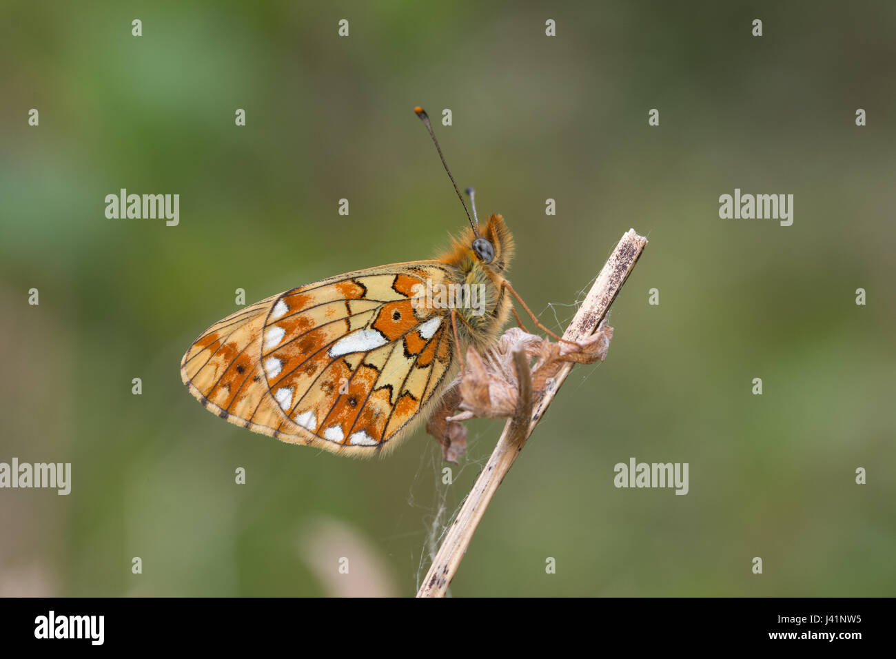 Close-up of pearl-bordered fritillary butterfly (Boloria euphrosyne) in ...