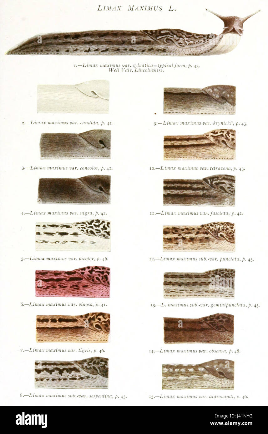 Limax maximus variability Stock Photo - Alamy