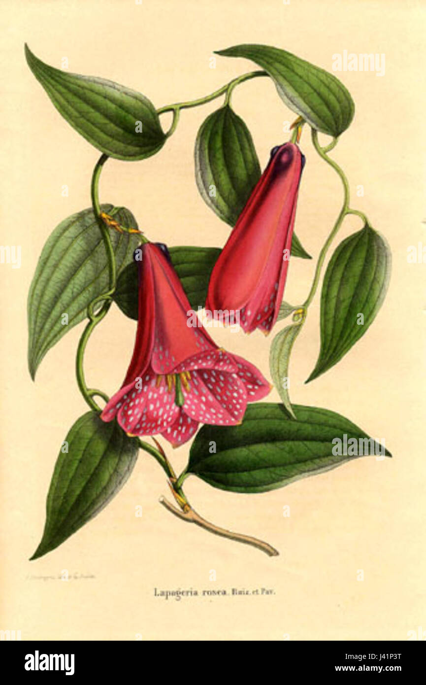 Lapageria rosea hi-res stock photography and images - Alamy