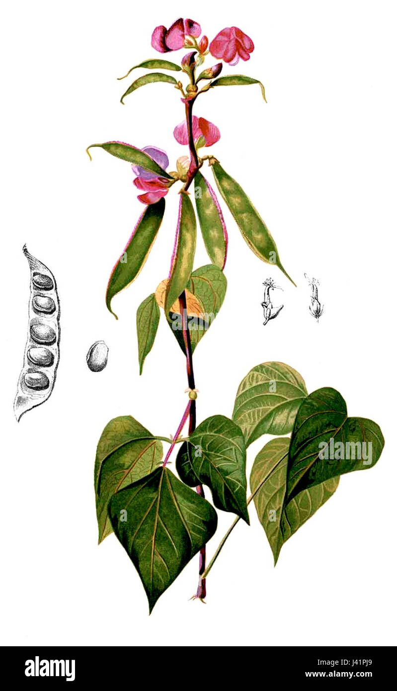 A detailed depiction of Lablab purpureus, a species of leguminous plant ...