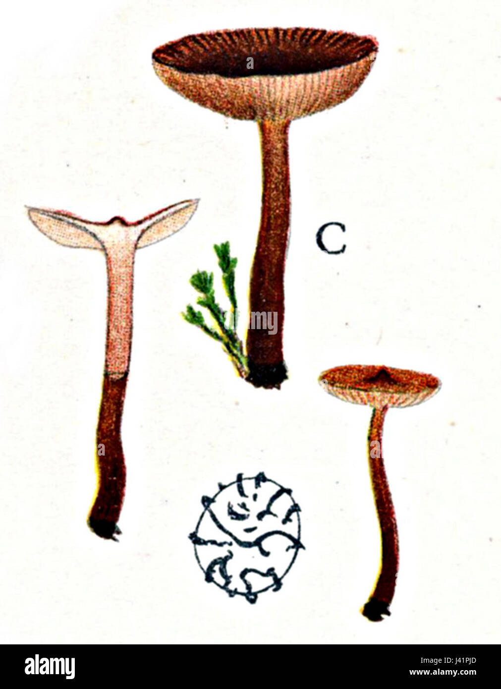 Lactarius omphaliformis is a species of mushroom documented in Lange's ...