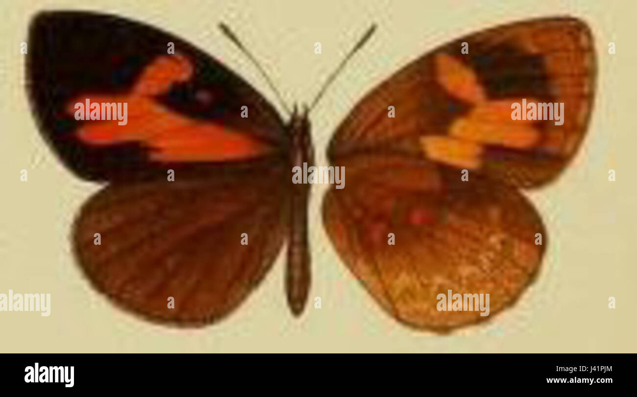 Liptena daemon f Stock Photo - Alamy