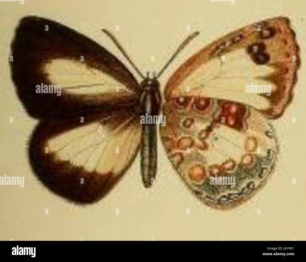 Lachnocnema niveus hi-res stock photography and images - Alamy