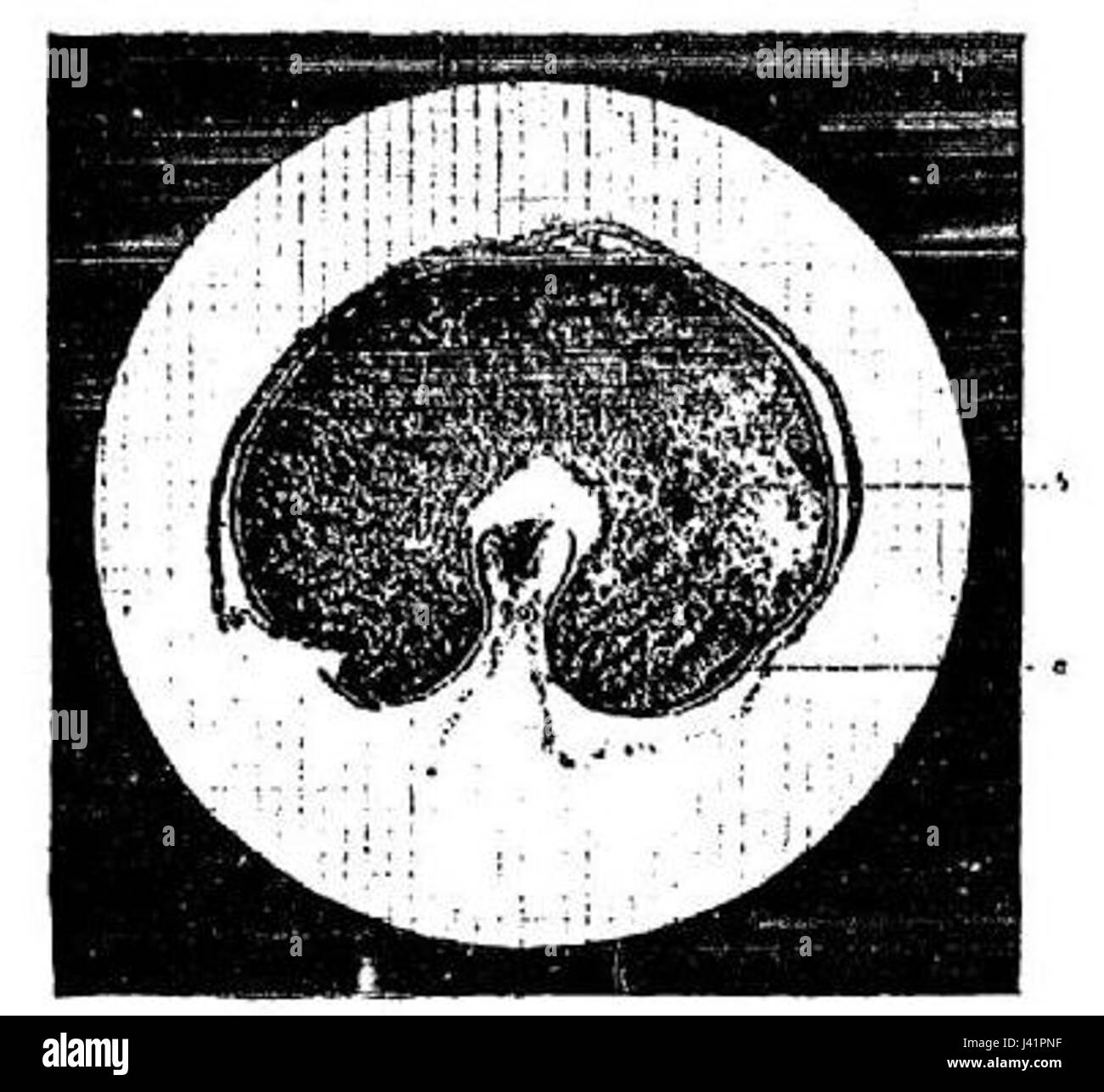 Le pain et la panification Fig. 3 Stock Photo - Alamy