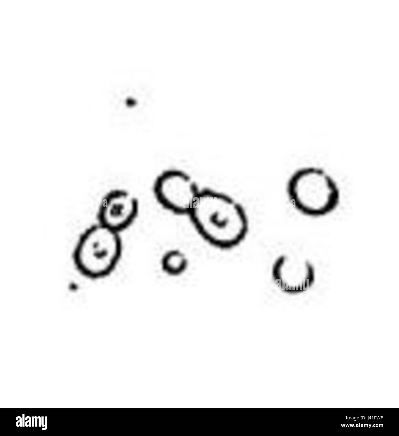 'Le pain et la panification' is a work focusing on the art and science ...