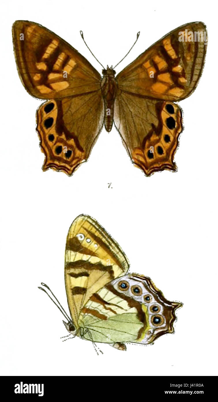 Lethe atkinsonia is a species of butterfly in the subfamily Satyrinae ...