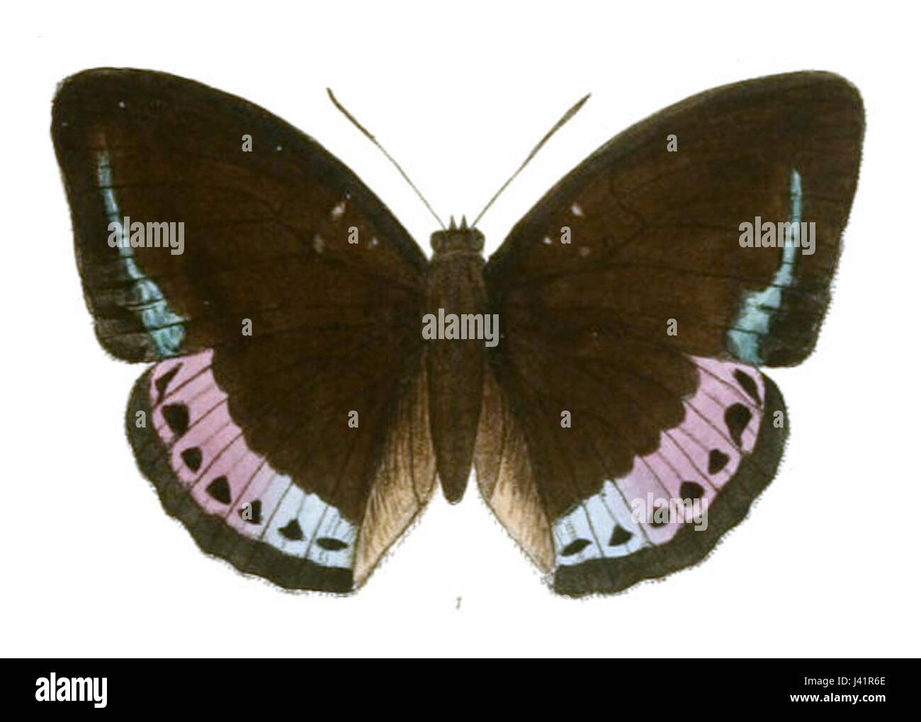Labeled butterfly Cut Out Stock Images & Pictures - Alamy