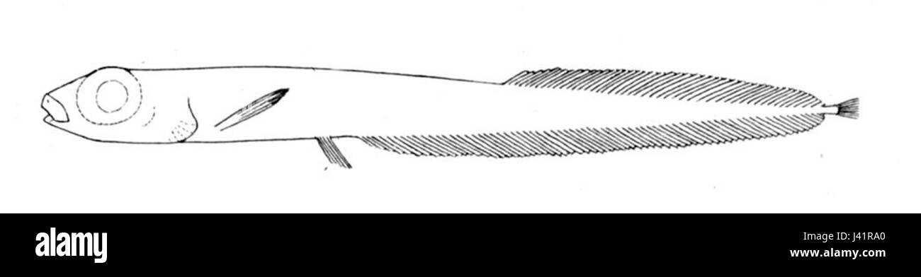 Freshwater fish classification hi-res stock photography and images - Alamy