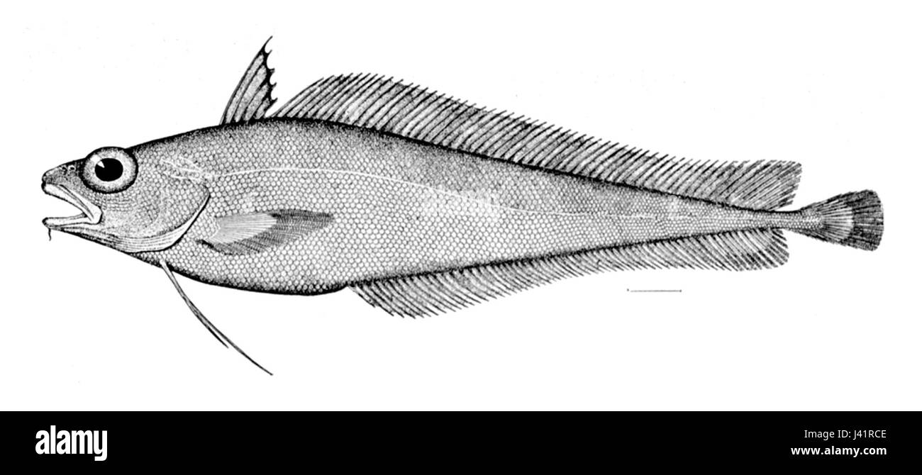 Unique fin characteristics hi-res stock photography and images - Alamy
