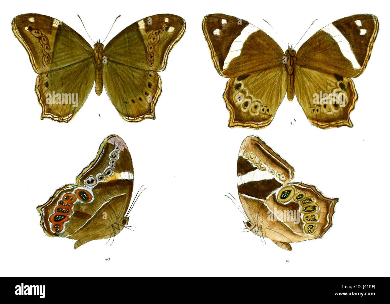 82 1 1 Cut Out Stock Images & Pictures - Alamy