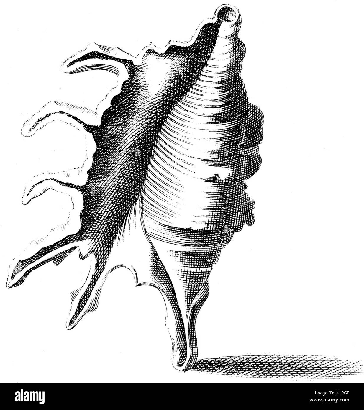 Lambis scorpius 001 Stock Photo - Alamy