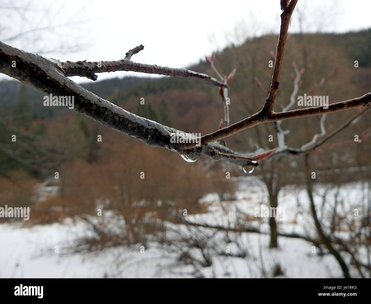 Beech drop hi-res stock photography and images - Alamy